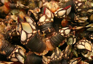 pescados y mariscos: PESCADOS Y MARICOS